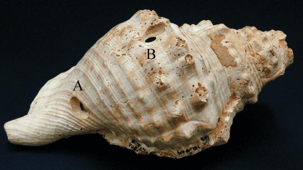 İspanya'da bulunan deniz kabukları en eski müzik aletleri olabilir ...